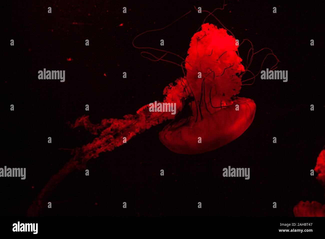 Red Light Bright Transparent Jelly Fish Aquarium Stock Photo - Alamy