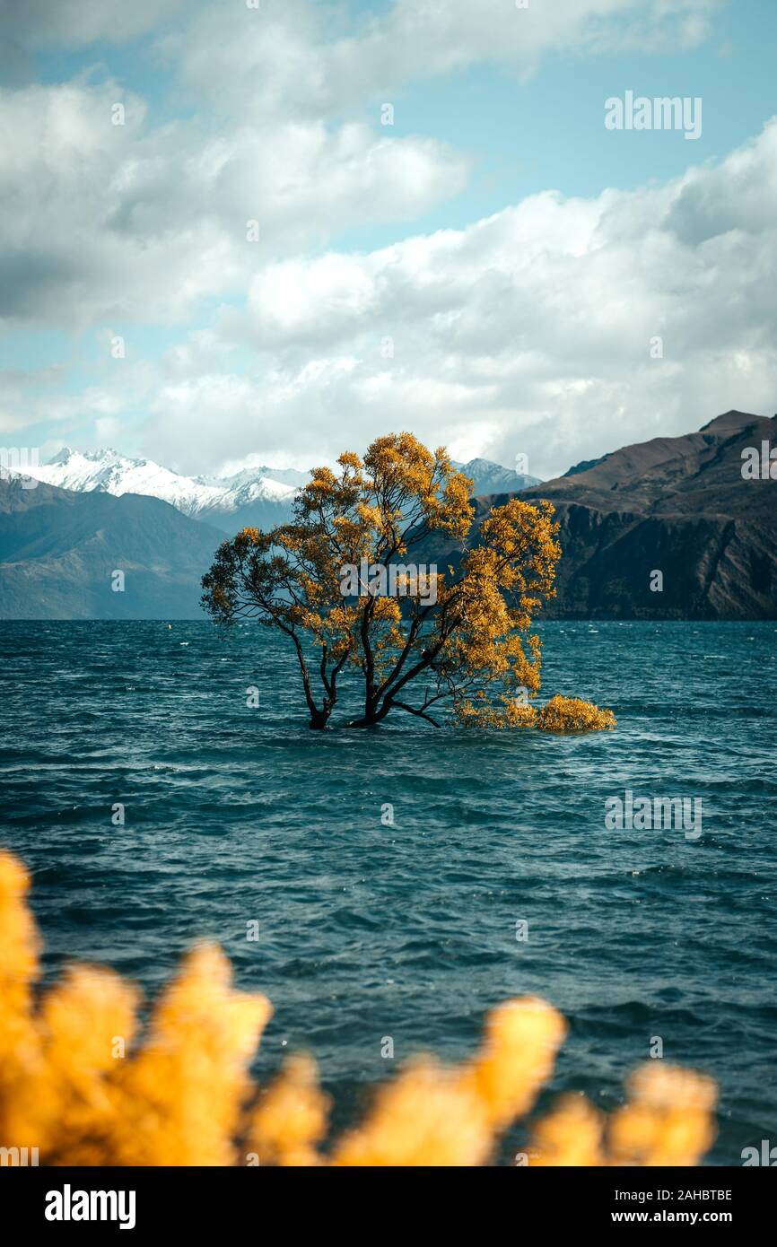 Lake wanaka with famous tree in the lake Stock Photo - Alamy