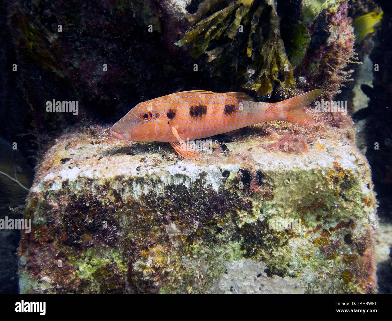 Spotted goatfish hi-res stock photography and images - Alamy
