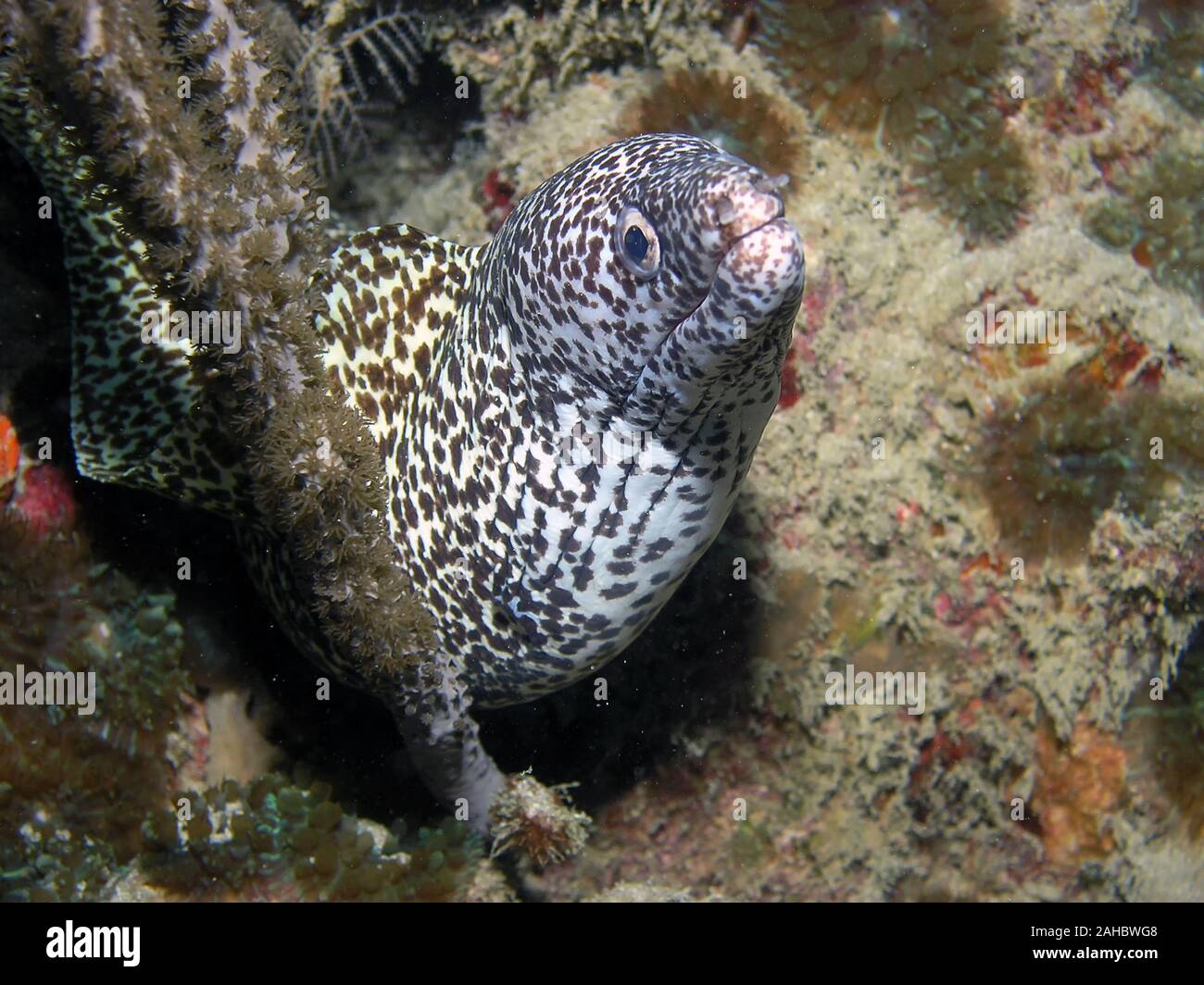 Spotted Moray Eel (Gymnothorax moringa Stock Photo - Alamy