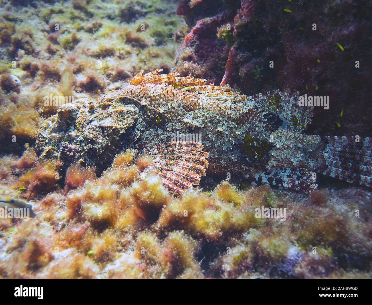 A Spotted Scorpionfish (Scorpaena plumieri Stock Photo - Alamy