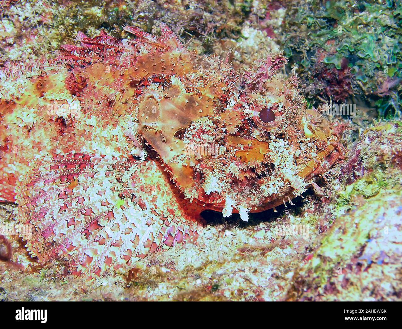 A Spotted Scorpionfish (Scorpaena plumieri Stock Photo - Alamy A Spotted Scorpionfish (Scorpaena plumieri Stock Photo - Alamy