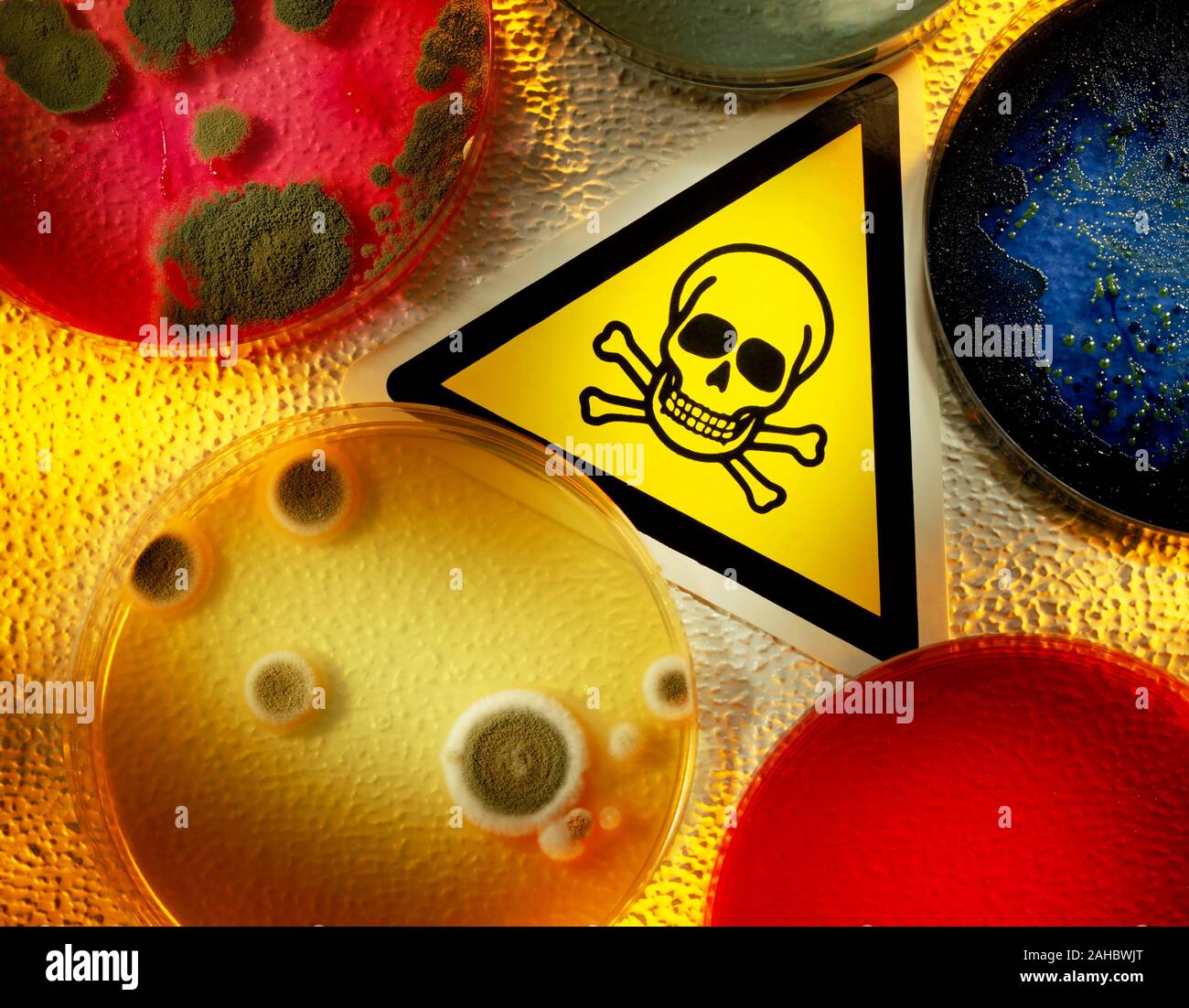 Microbiology - Colonies of deadly microorganisms growing in laboratory ...