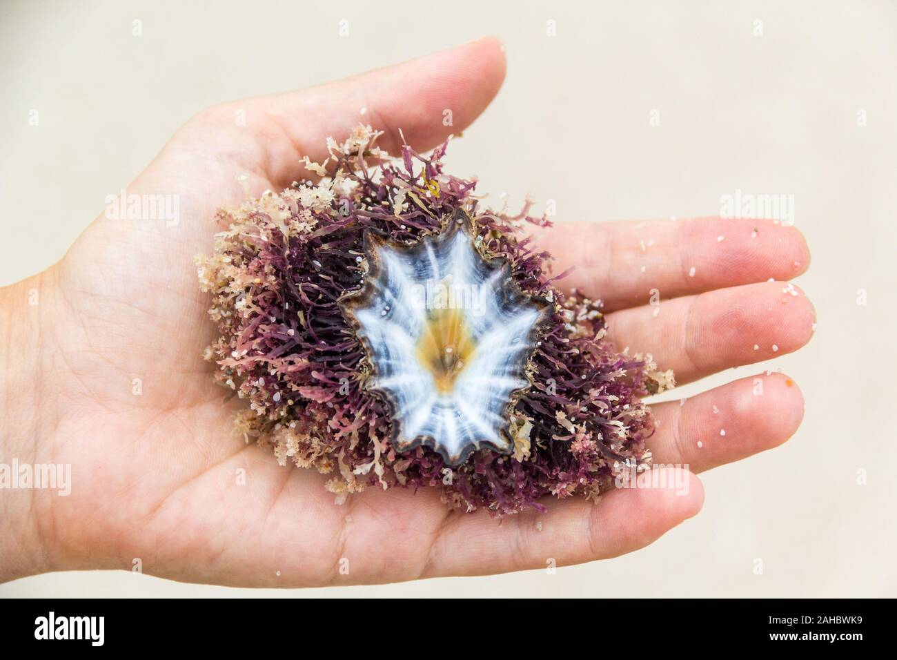 Hand with jetsam, beautiful symmetric shell, art of nature Stock Photo ...