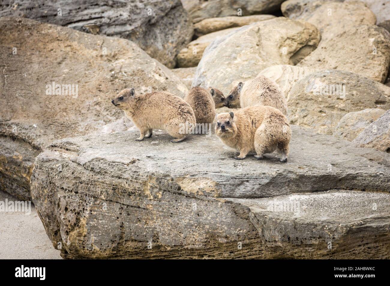 Dassies hi-res stock photography and images - Alamy