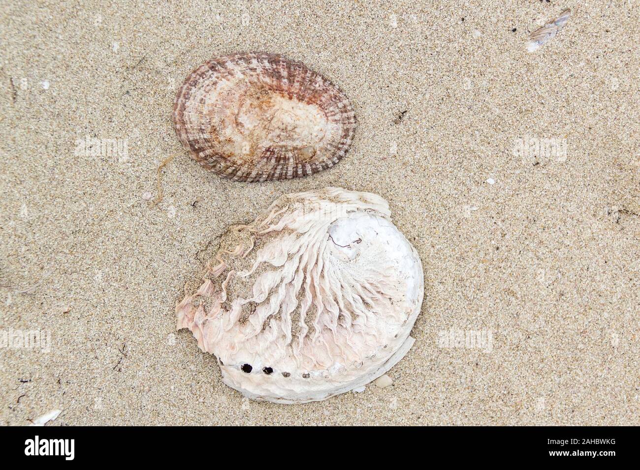 Beach flotsam hi-res stock photography and images - Alamy
