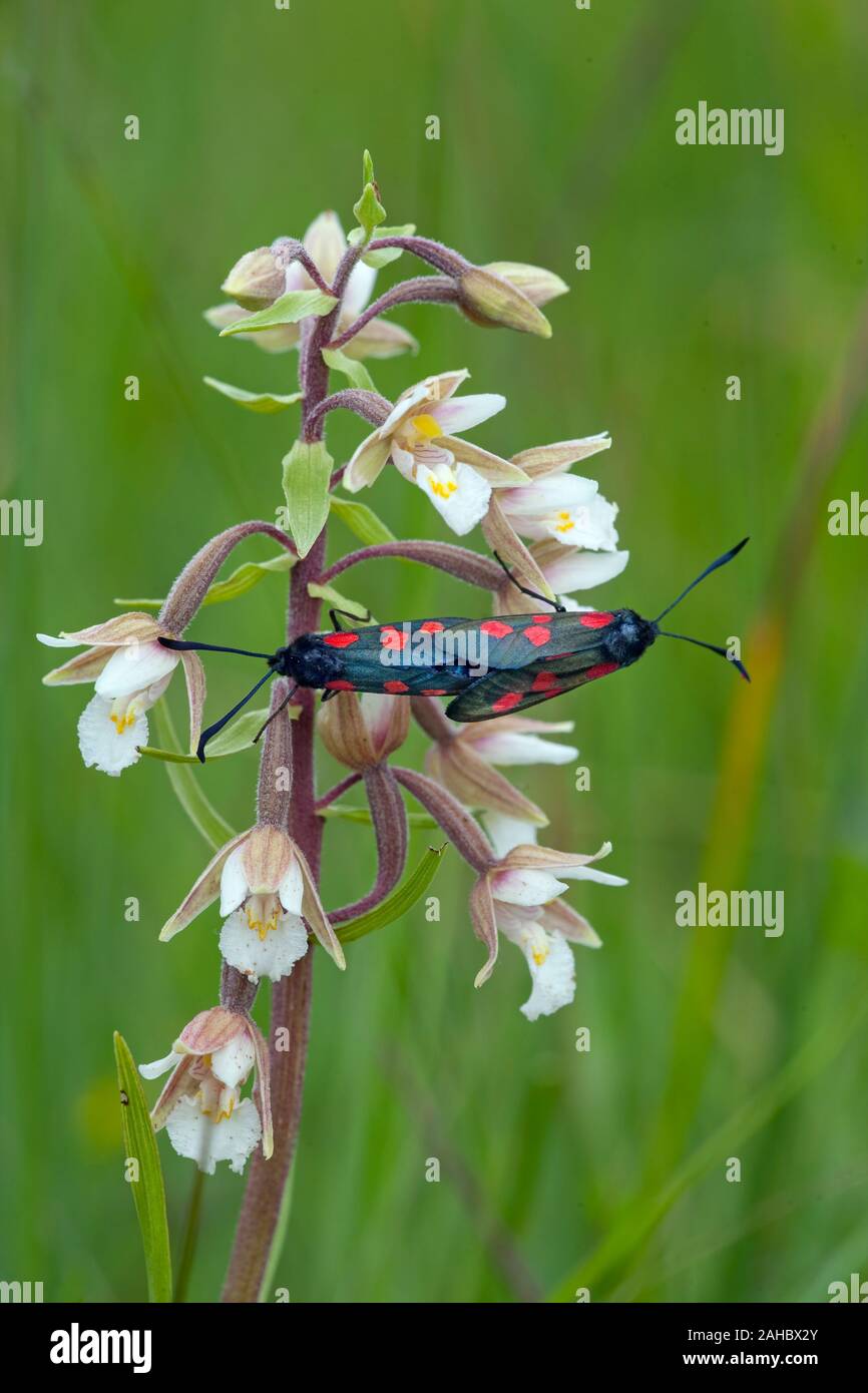 Marsh Helleborine and Narrow-bordered Five-spot Burnet moths mating ...
