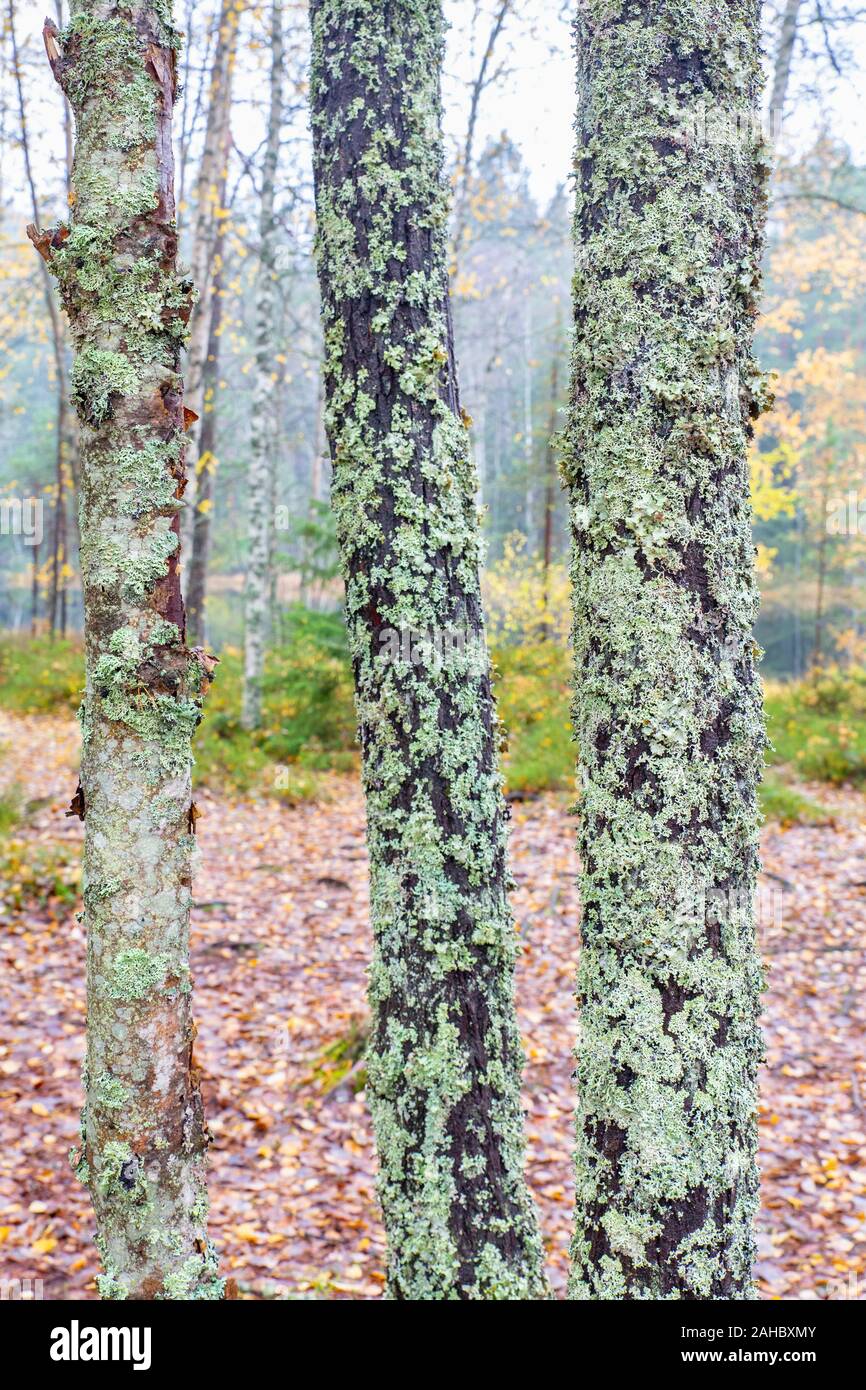 Tree trunks covered with lichen in autumn forest of Finland Stock Photo ...
