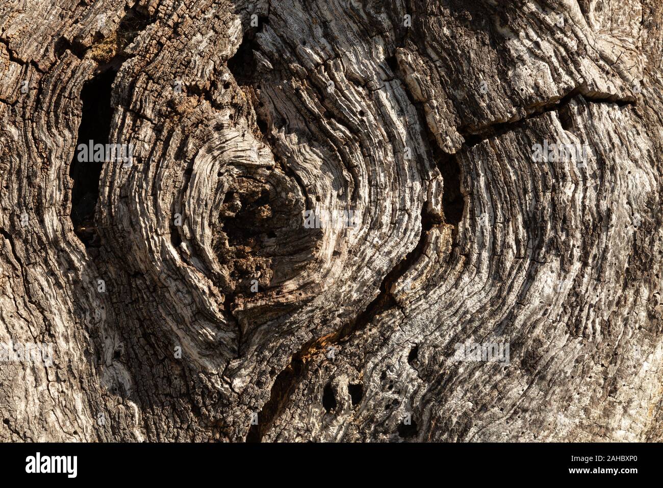 trunk of a tree Stock Photo - Alamy