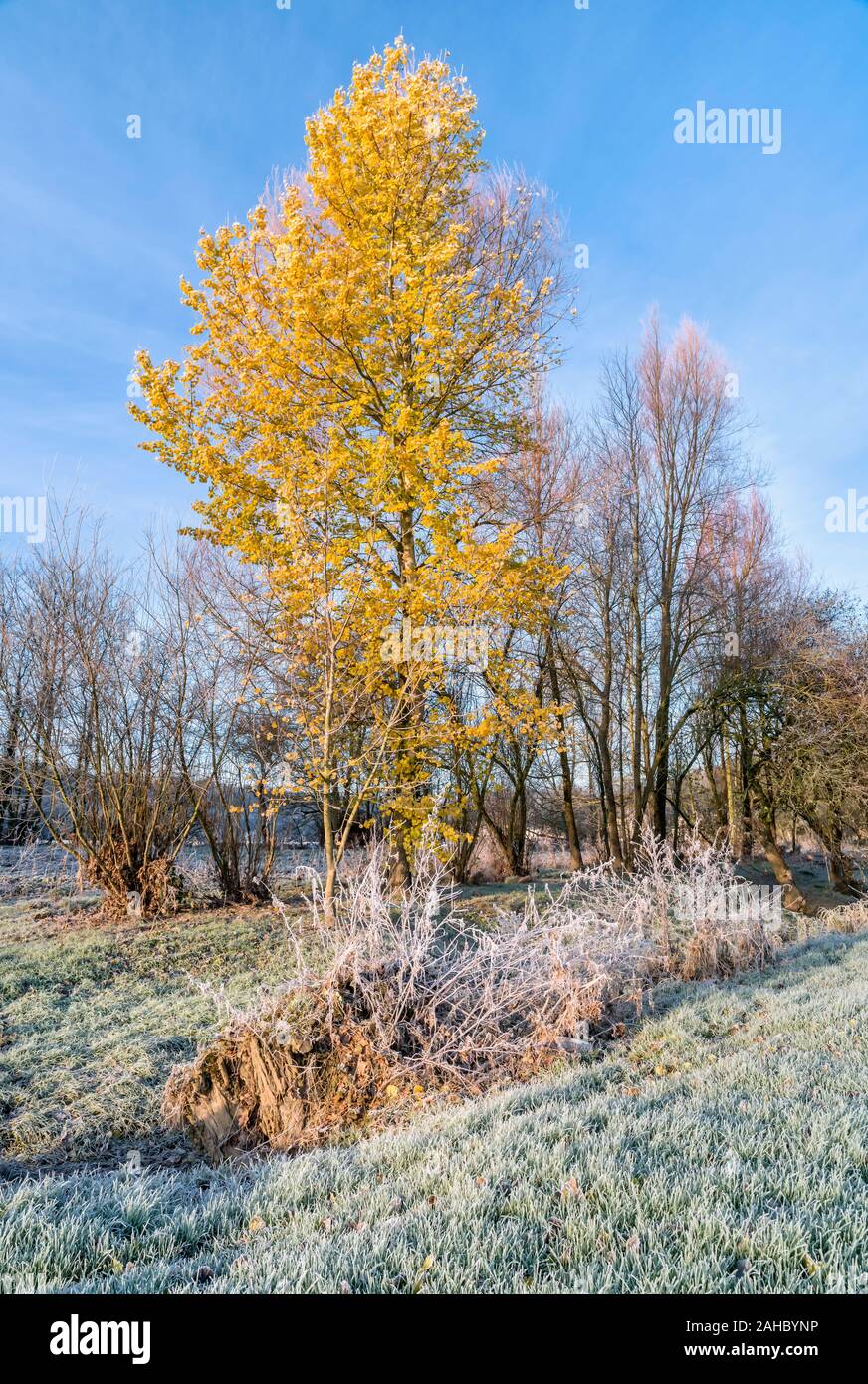 Torrington Commons, Frosty Morning, North Devon, UK Stock Photo - Alamy