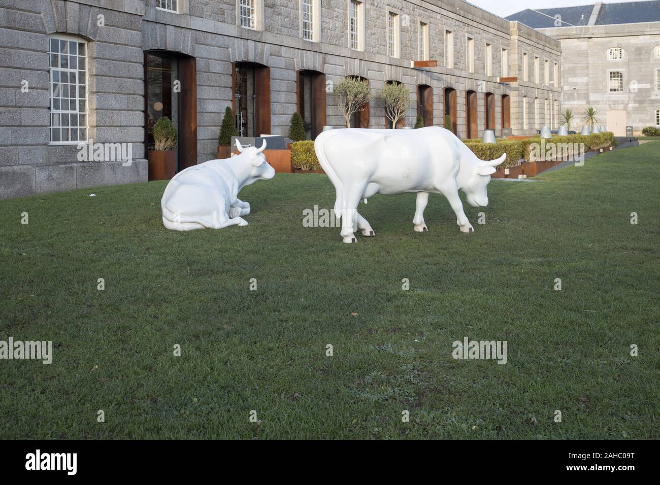 white cows at the royal william yard the old royal navy victualing yard ...