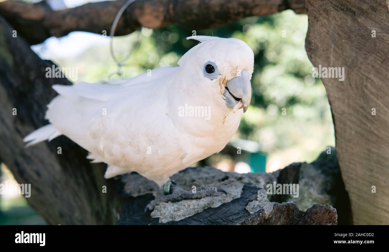 Big tropical parrot sitting on a branch. Fauna of tropical Thailand and ...