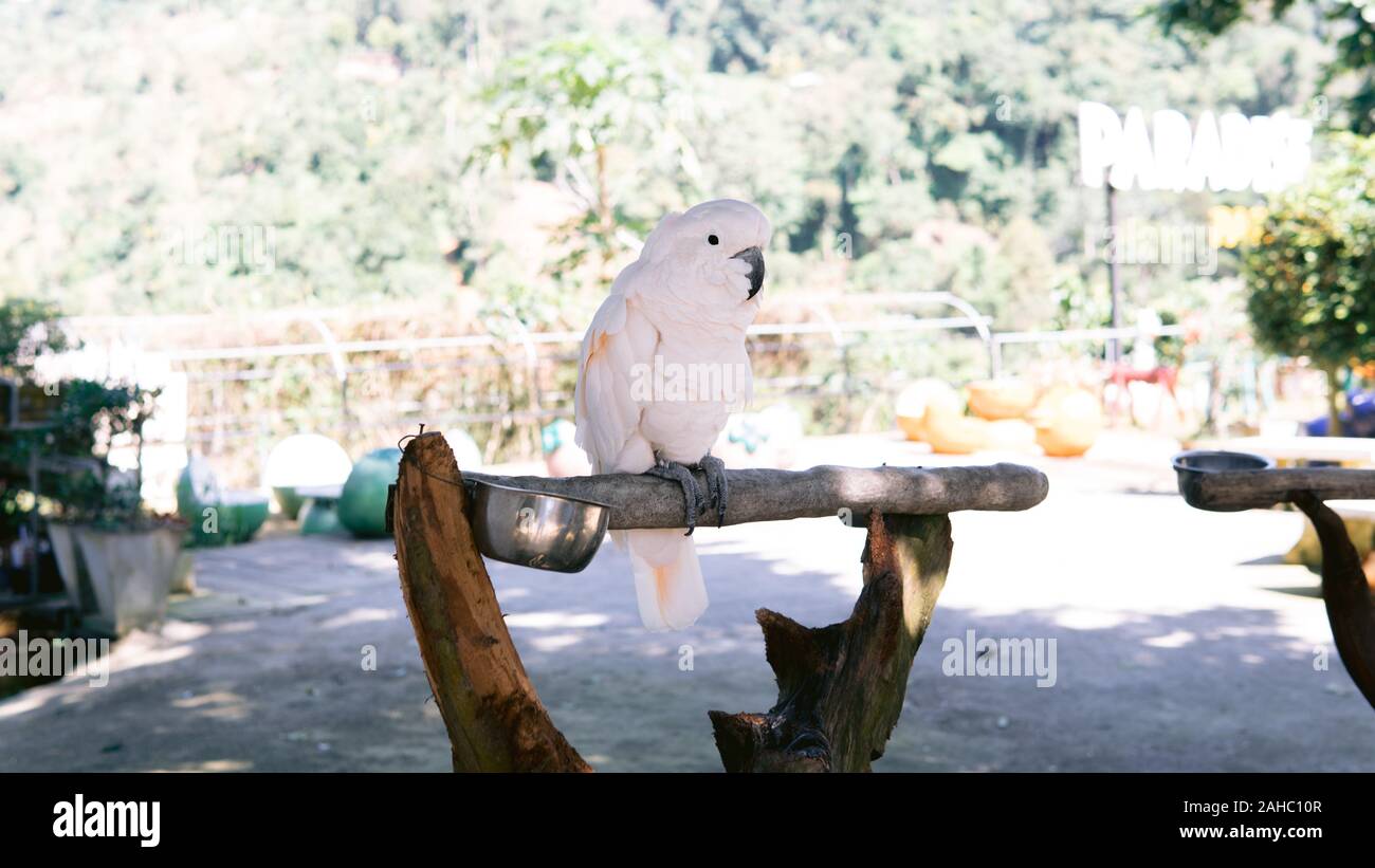 Big pink tropical parrot sitting on a branch in action. Thailand wild ...