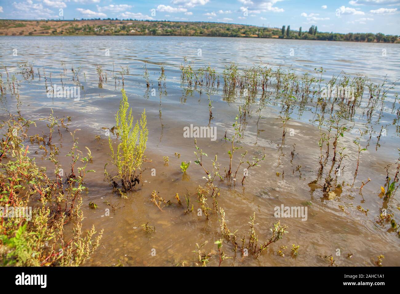 plants growing in the puddle Stock Photo - Alamy