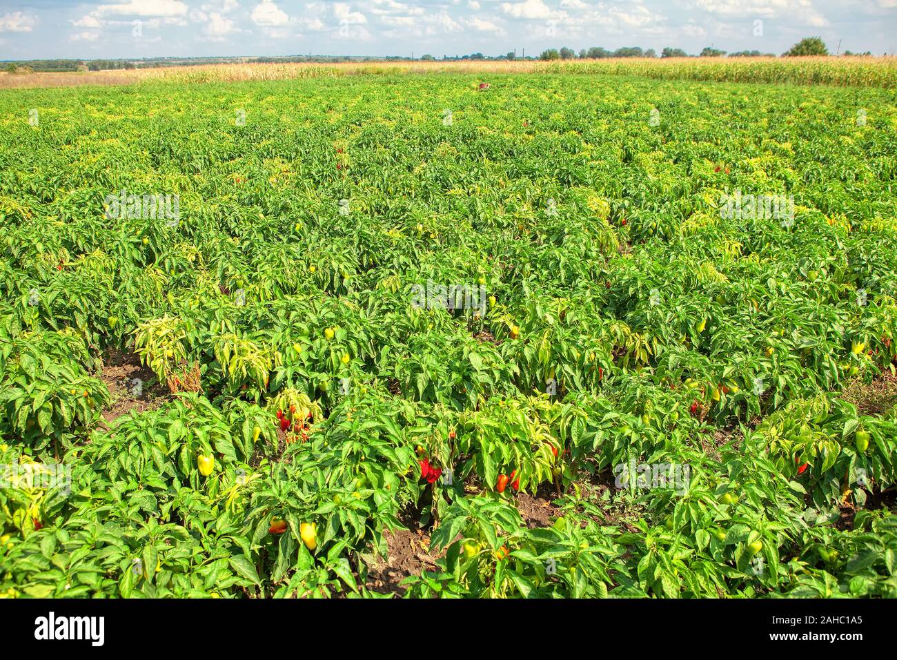 Growing peppers on field hi-res stock photography and images - Alamy