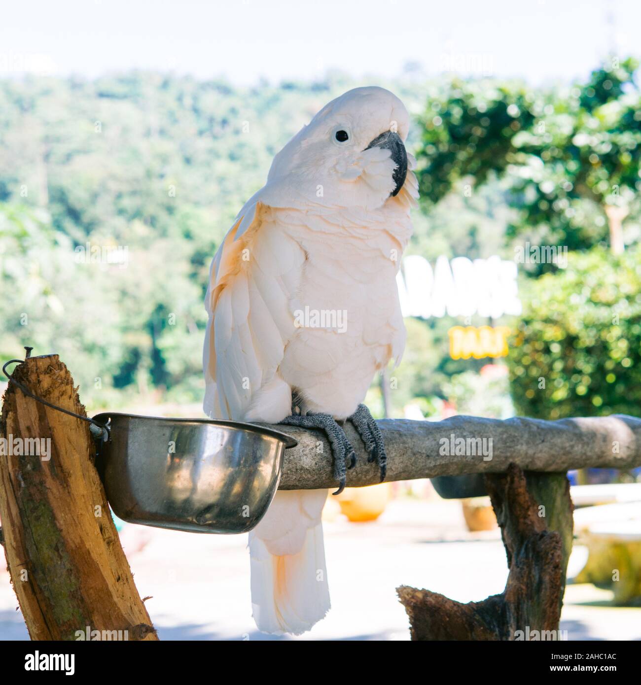 Pink cockatoo parrot on tree hi-res stock photography and images - Alamy