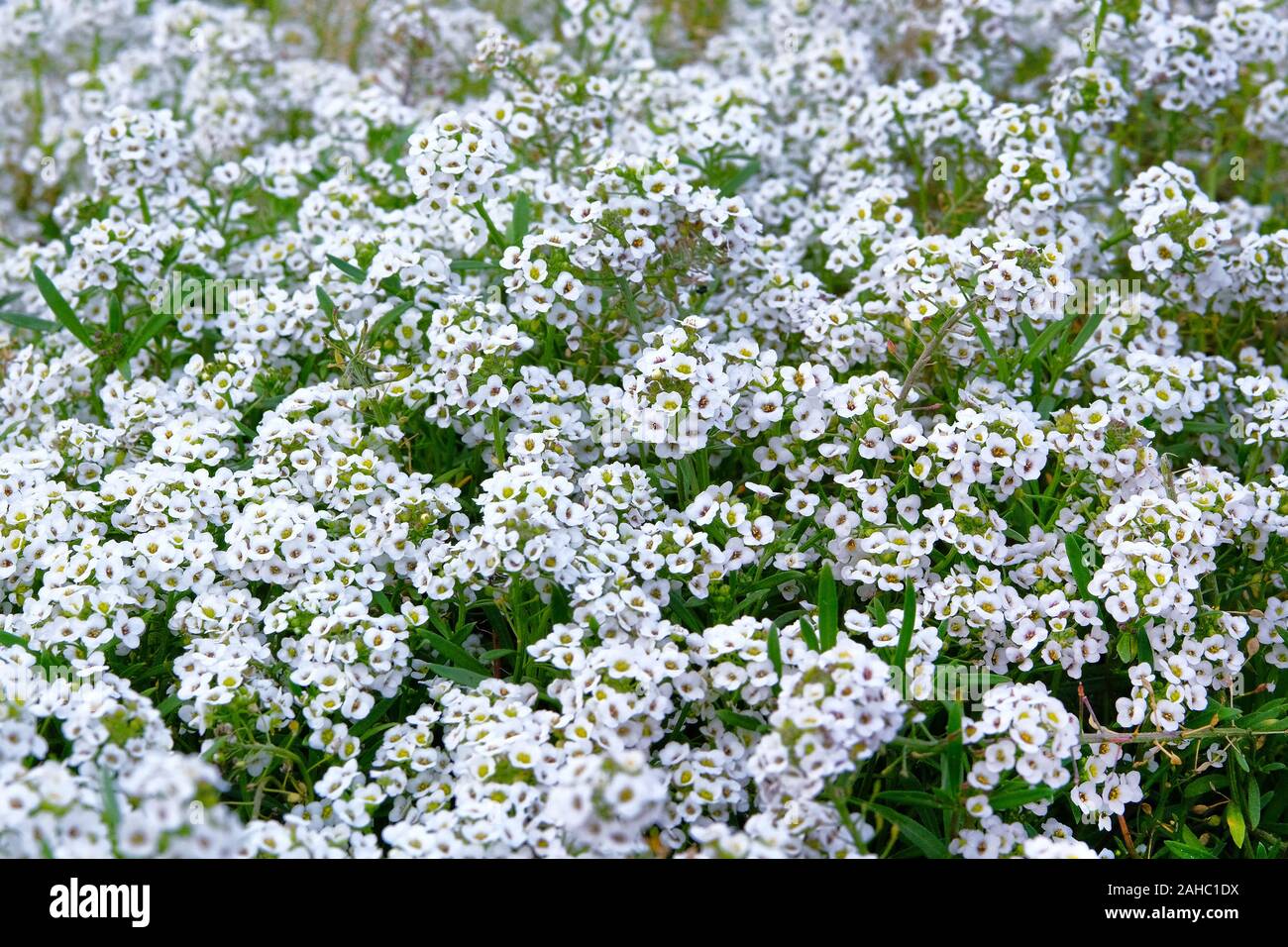 Alyssum flowers. Lobularia maritima flowers, close up. Floral pattern ...