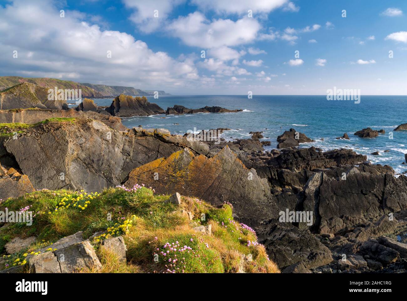 Clifftops at Hartland with pink thrifts overlooking the water and the ...