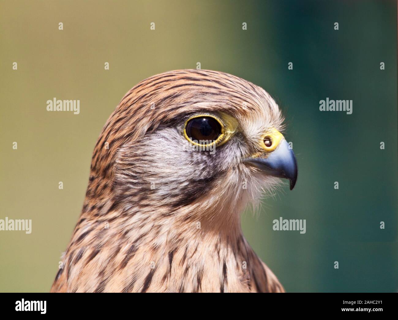 Close up portrait of a European kestrel Stock Photo - Alamy