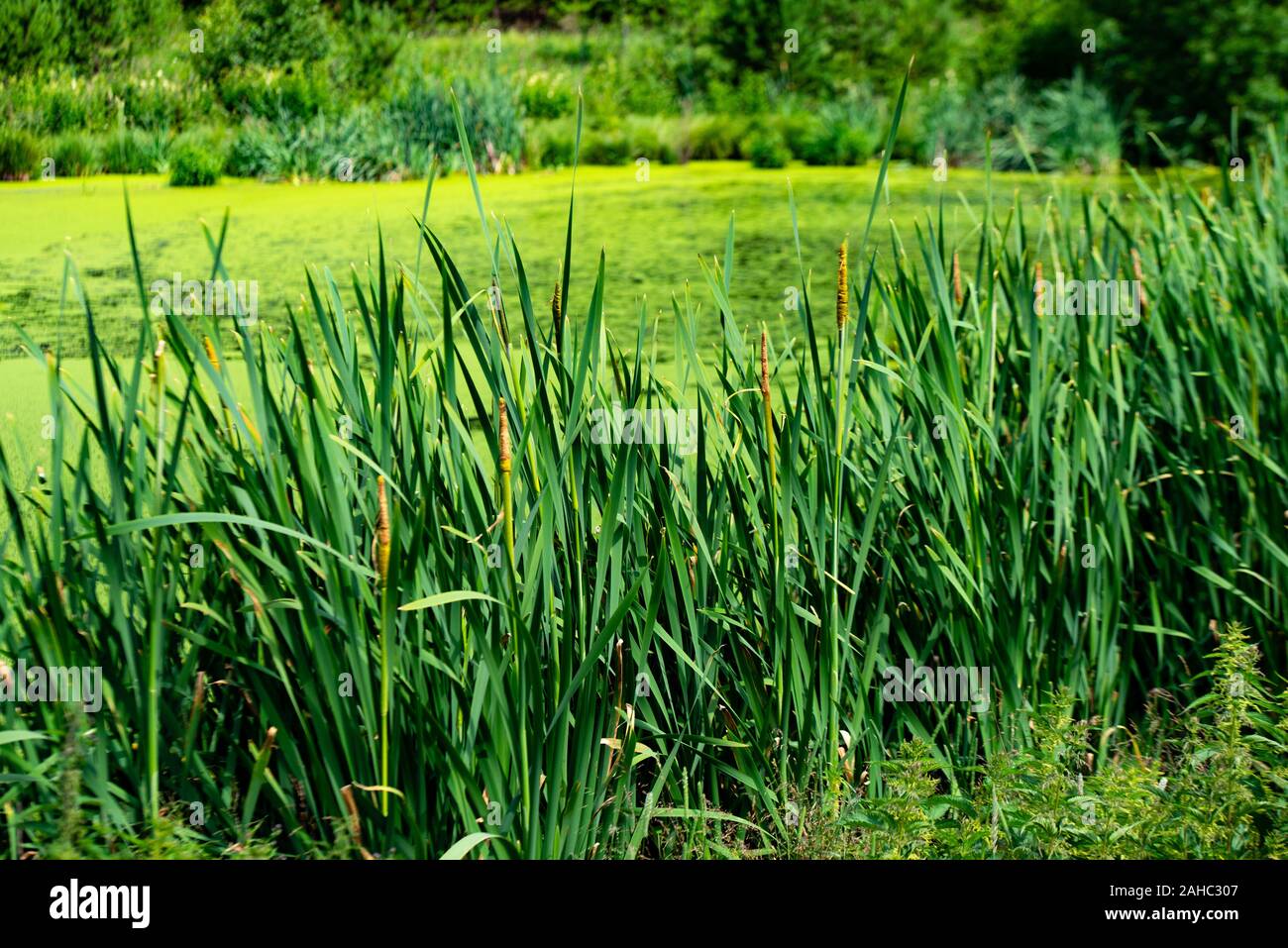 Tall algae hi-res stock photography and images - Alamy