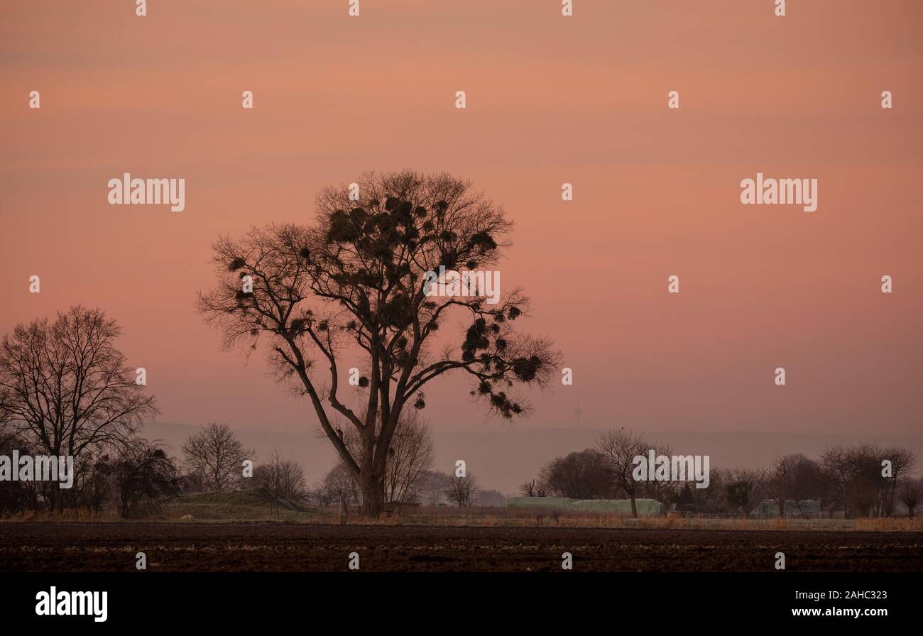 Gehrden, Germany. 28th Dec, 2019. A tree with mistletoe appears on the ...
