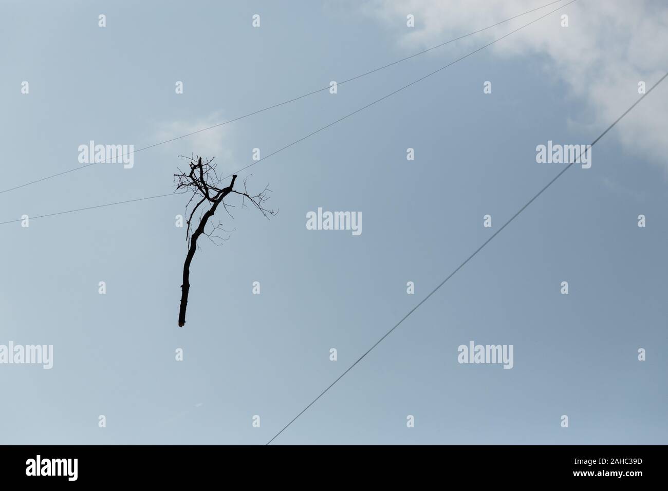 tree branch caught in overhead wires Stock Photo - Alamy