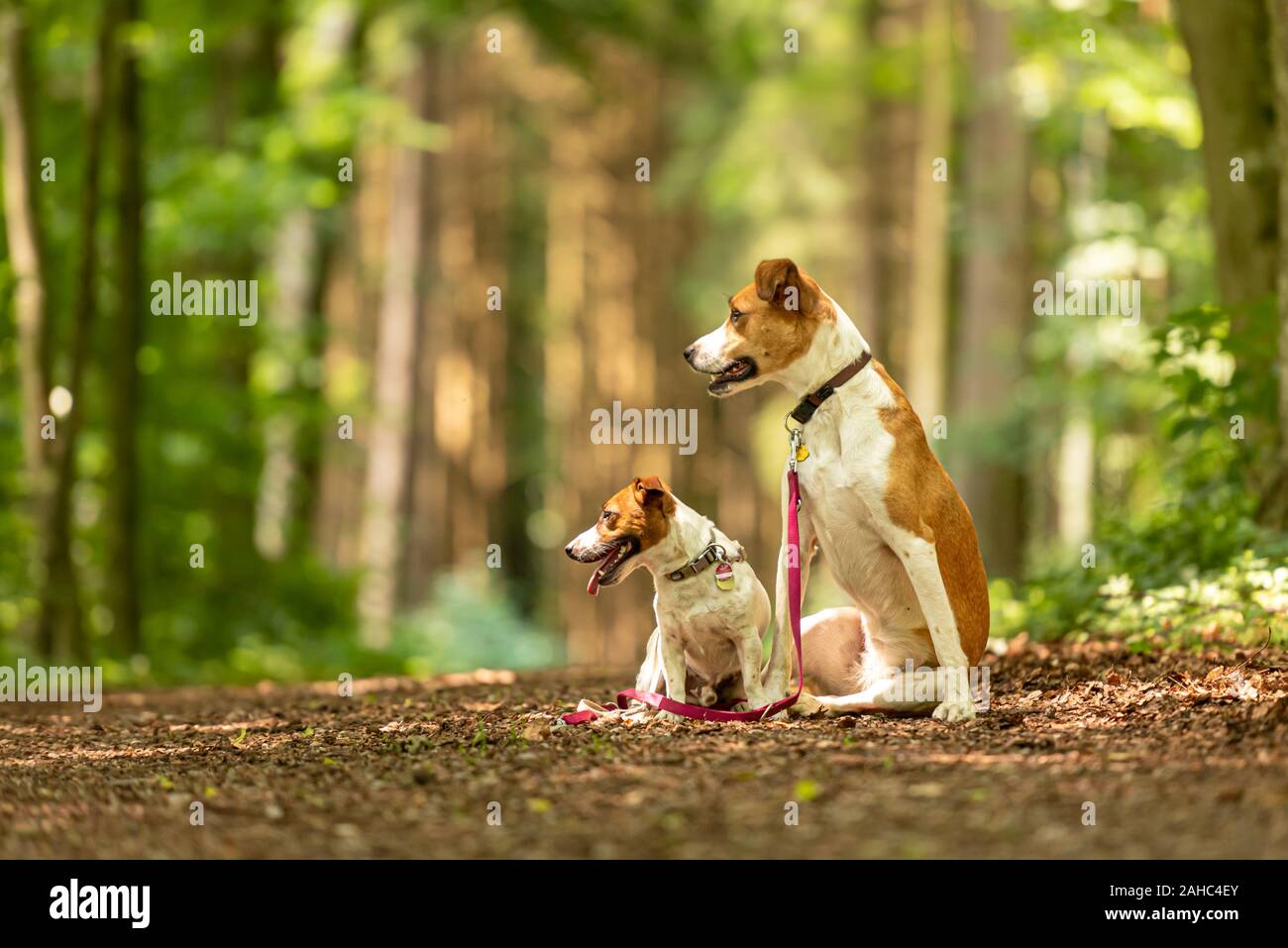 Two cute enchanting dogs are walking together without humans. Little ...