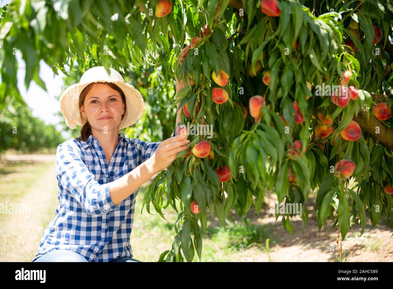 Woman farmer picking harvest of peaches from tree in garden Stock Photo ...
