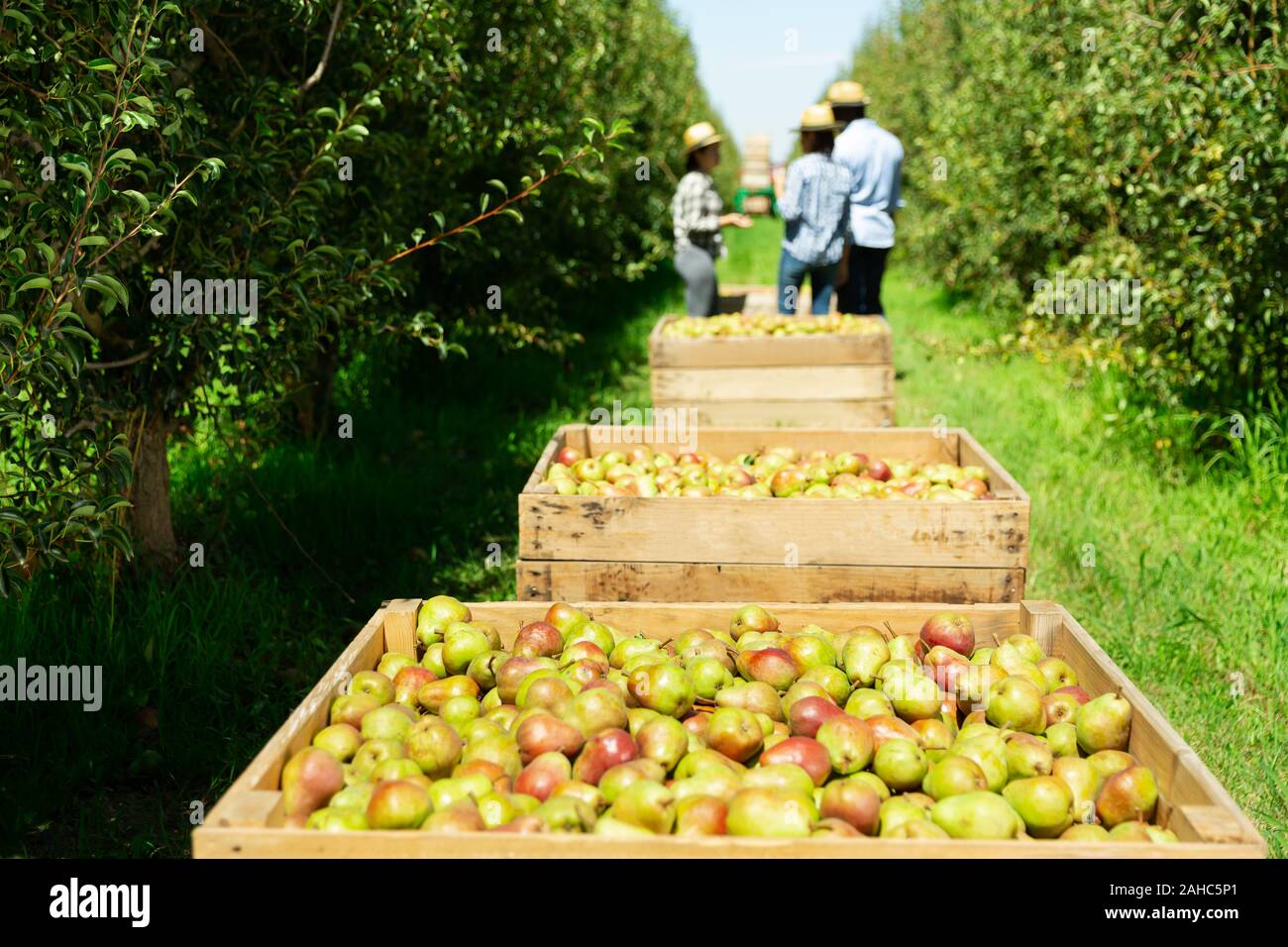Successful harvesting season. Boxes with harvested ripe pears standing ...