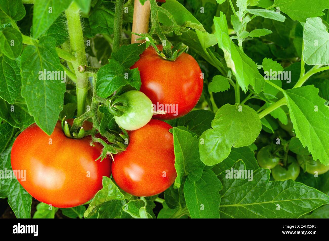 Growing tomatoes in the garden Stock Photo - Alamy