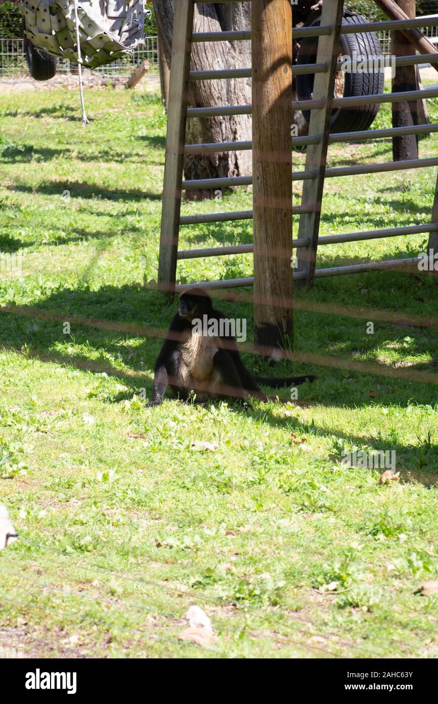 a zoo and the animals living inside it Stock Photo - Alamy