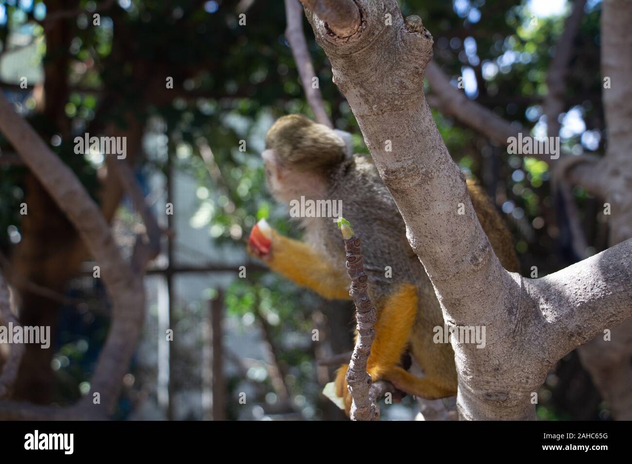 a zoo and the animals living inside it Stock Photo - Alamy