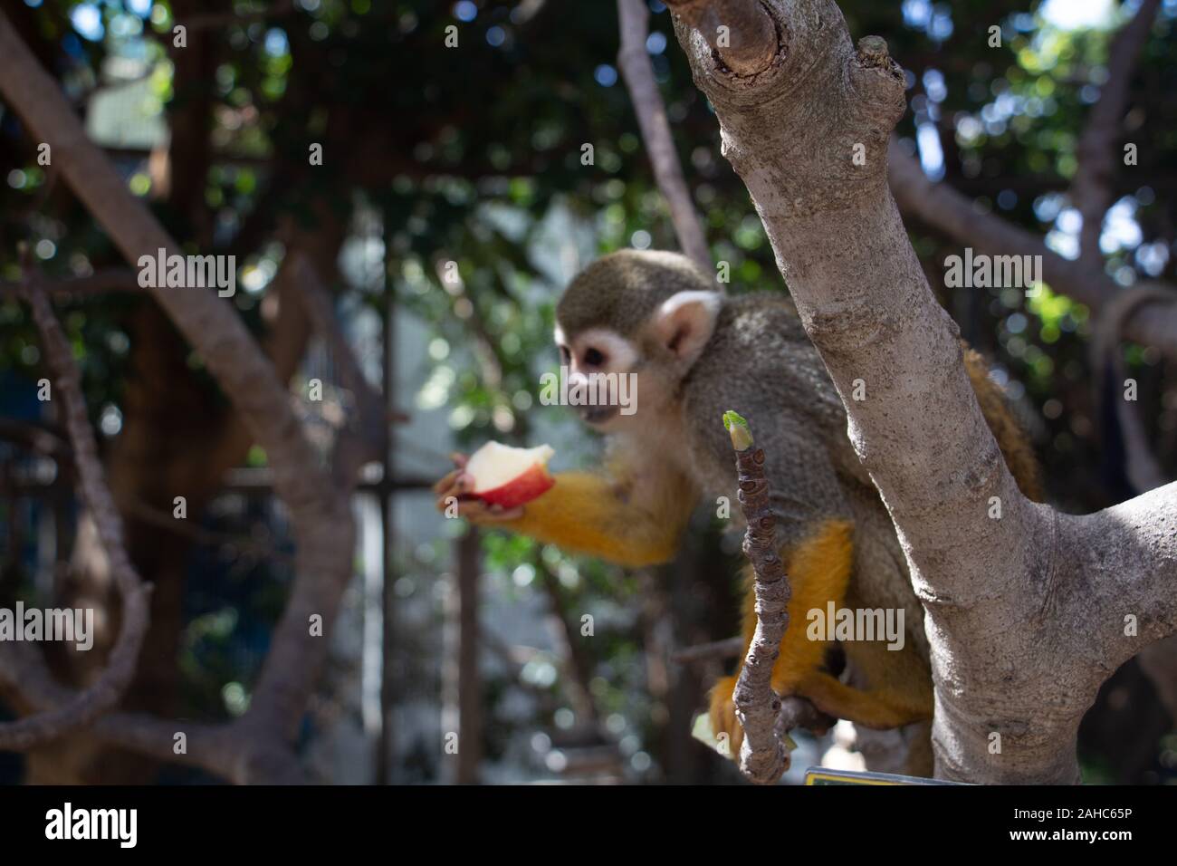 a zoo and the animals living inside it Stock Photo - Alamy
