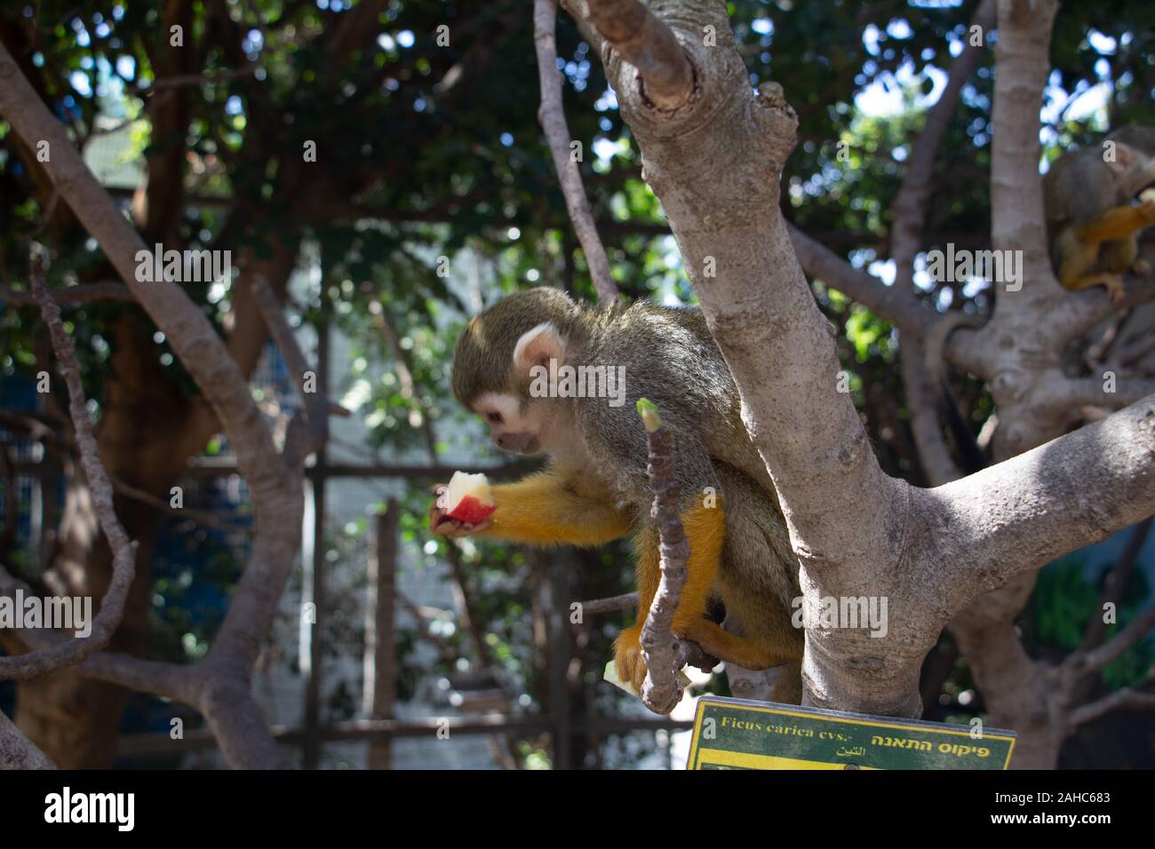 a zoo and the animals living inside it Stock Photo - Alamy