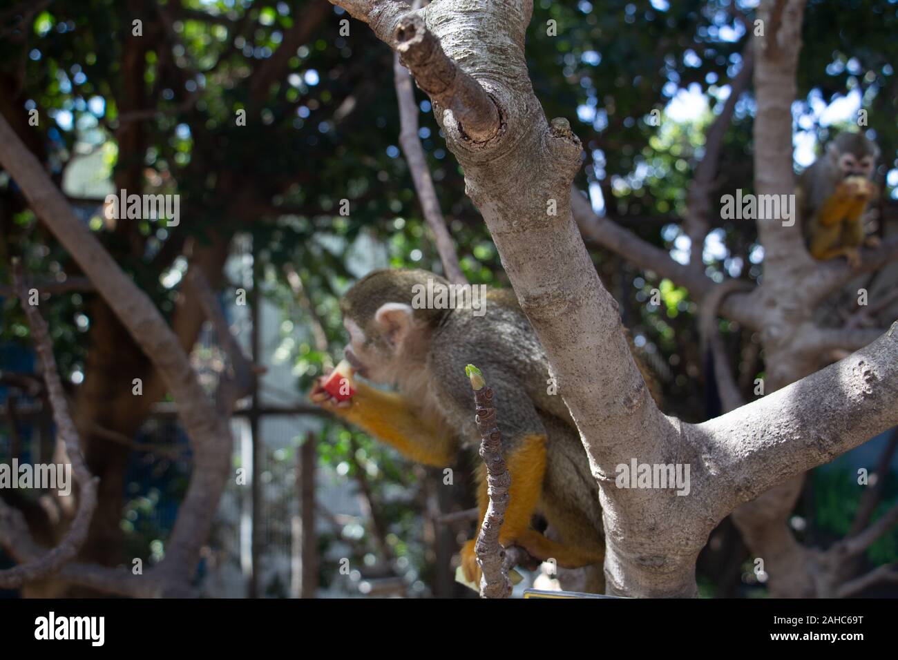 a zoo and the animals living inside it Stock Photo - Alamy