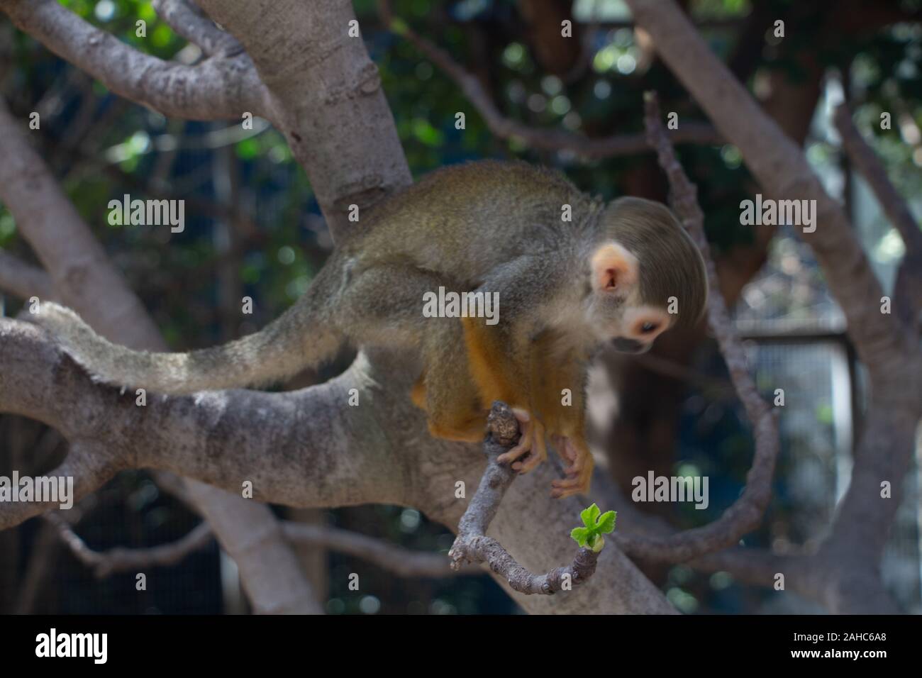 a zoo and the animals living inside it Stock Photo - Alamy
