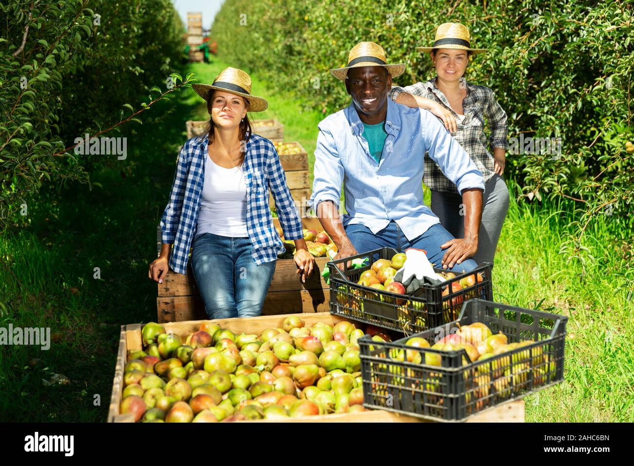 Portrait group of pears hi-res stock photography and images - Alamy