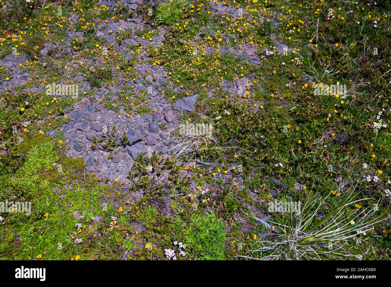 Argentinian Andes with flowering shrubs and mosses and hilltop sunny ...