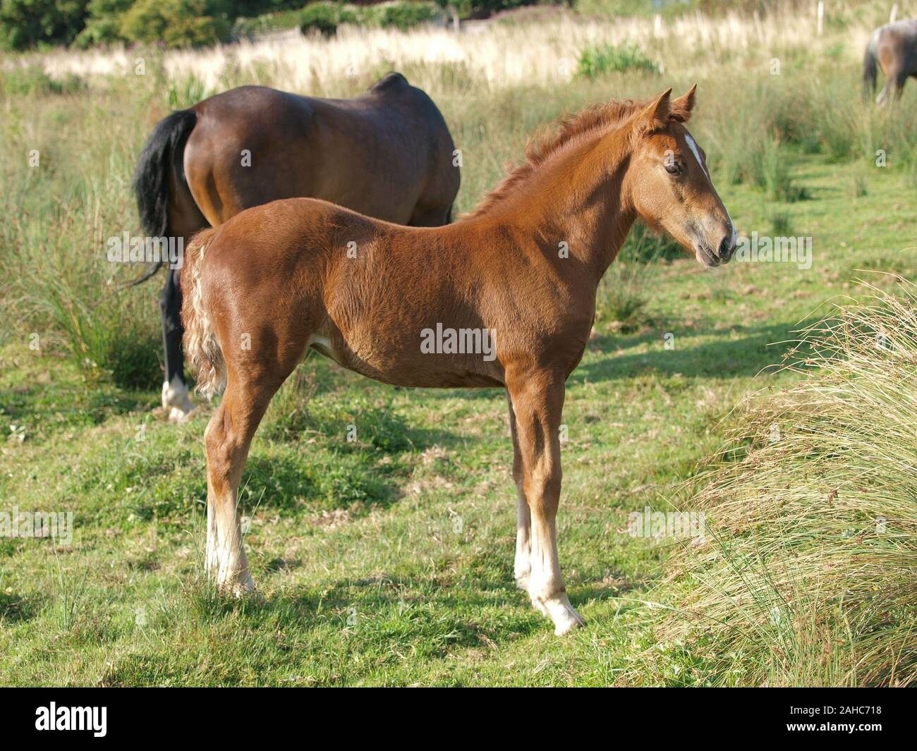 Welsh cob foal hi-res stock photography and images - Alamy