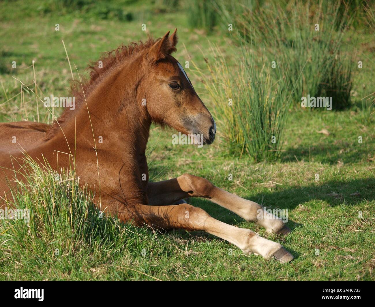 A pretty young Welsh Cob foal sits in a paddock Stock Photo - Alamy