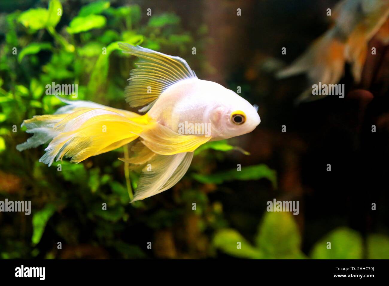 Goldfish picture. Lonely small Japanese fish swims in an aquarium ...