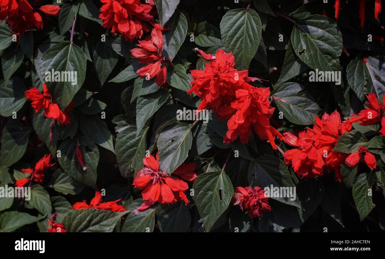 Outdoor floral photography hi-res stock photography and images - Alamy