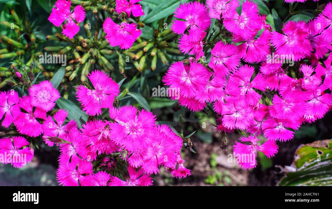 lush flower bushes plant background photography Stock Photo - Alamy