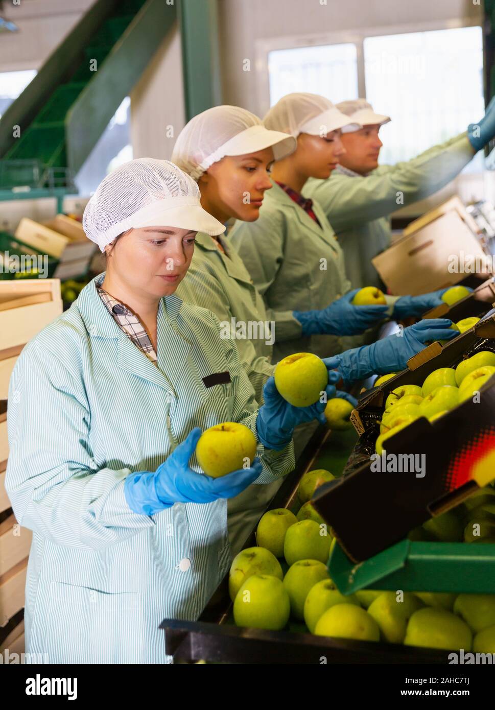 Young positive women sorting and preparing apples for packaging at ...