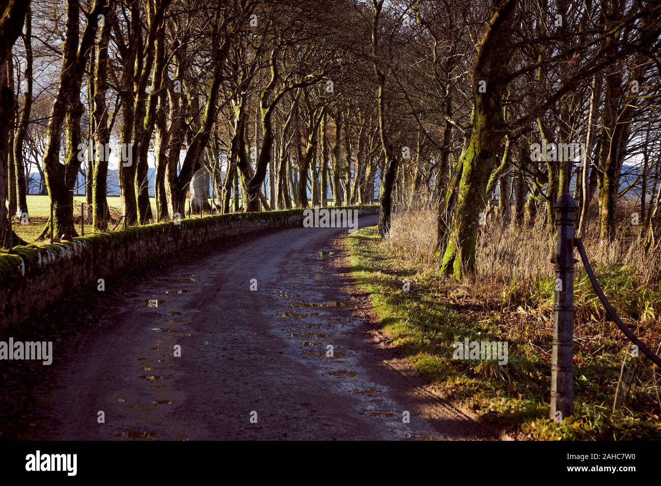 Late afternoon winter sun streams through the Beech lined drive to the ...