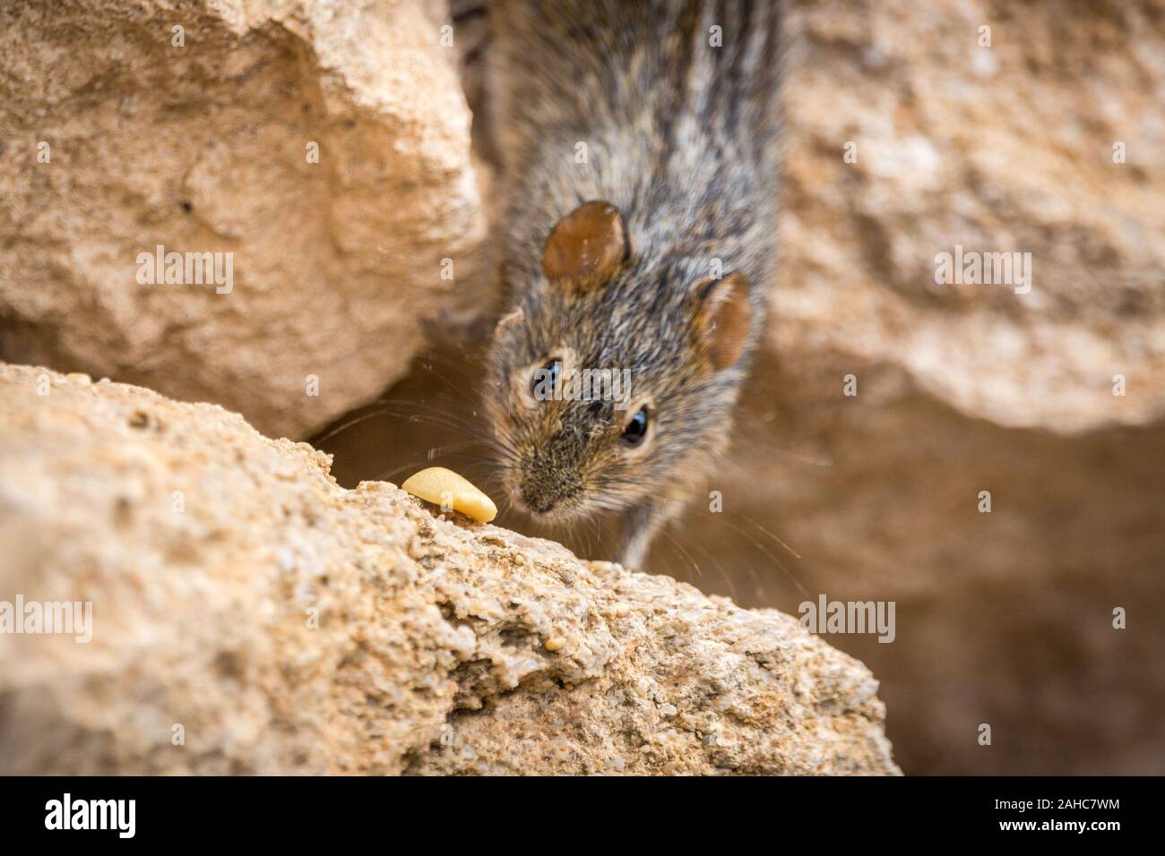 Four-striped grass mouse approaching to a peanut, focus is on peanut ...