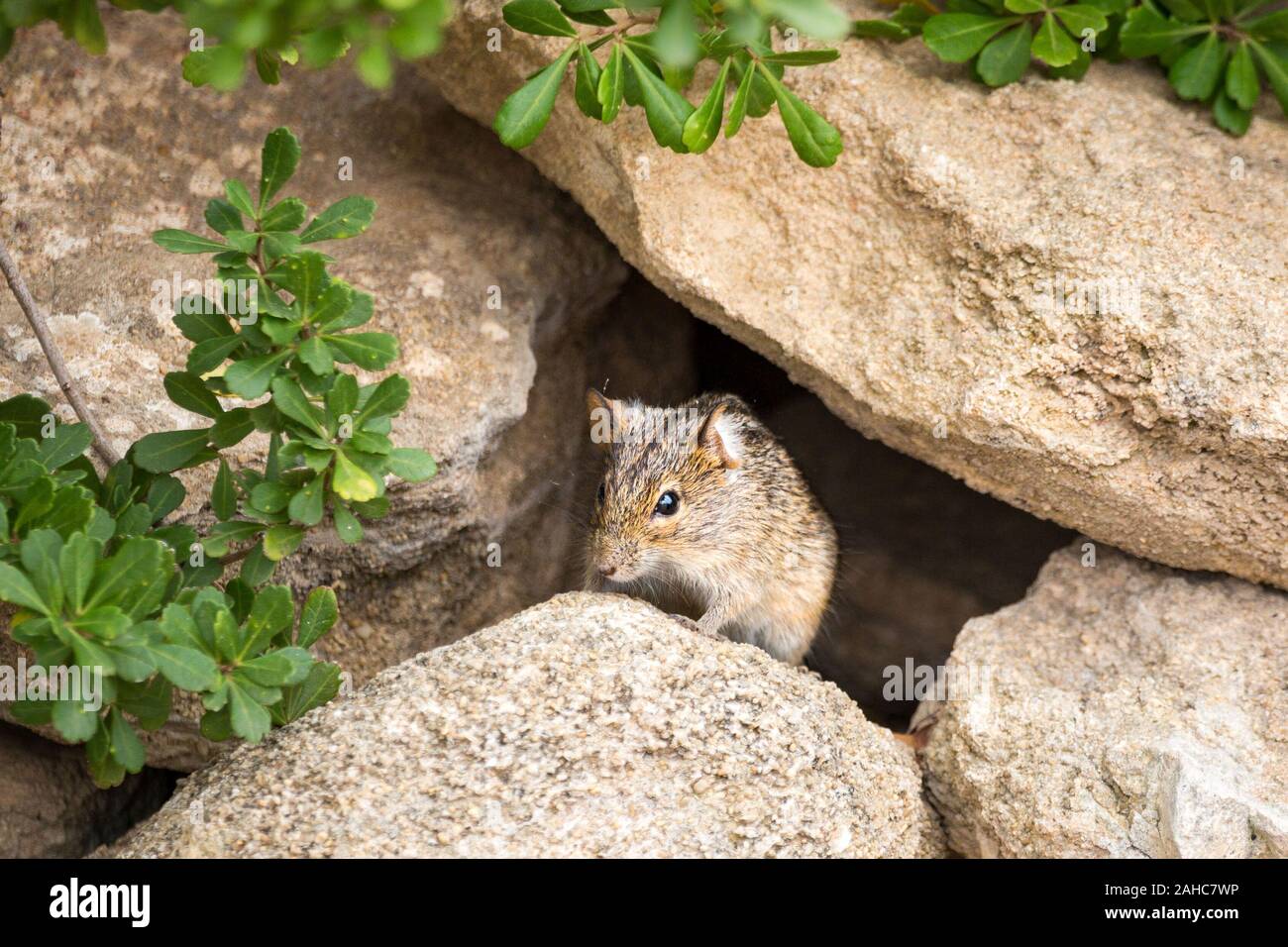 Four-striped grass mouse in front of its burrow, stone wall, South ...
