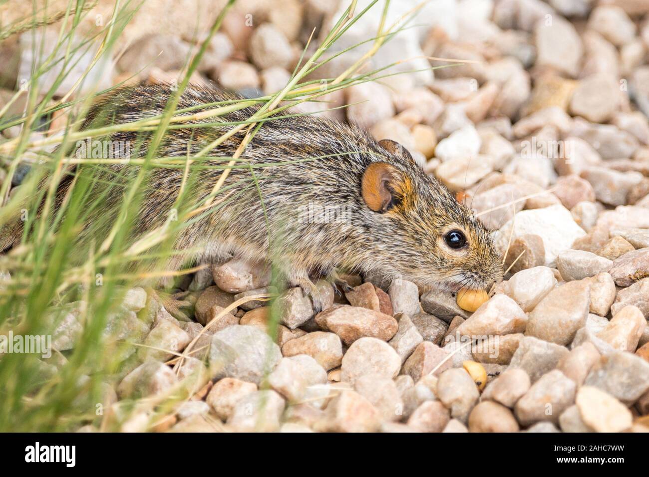 Four striped grass mouse hi-res stock photography and images - Alamy