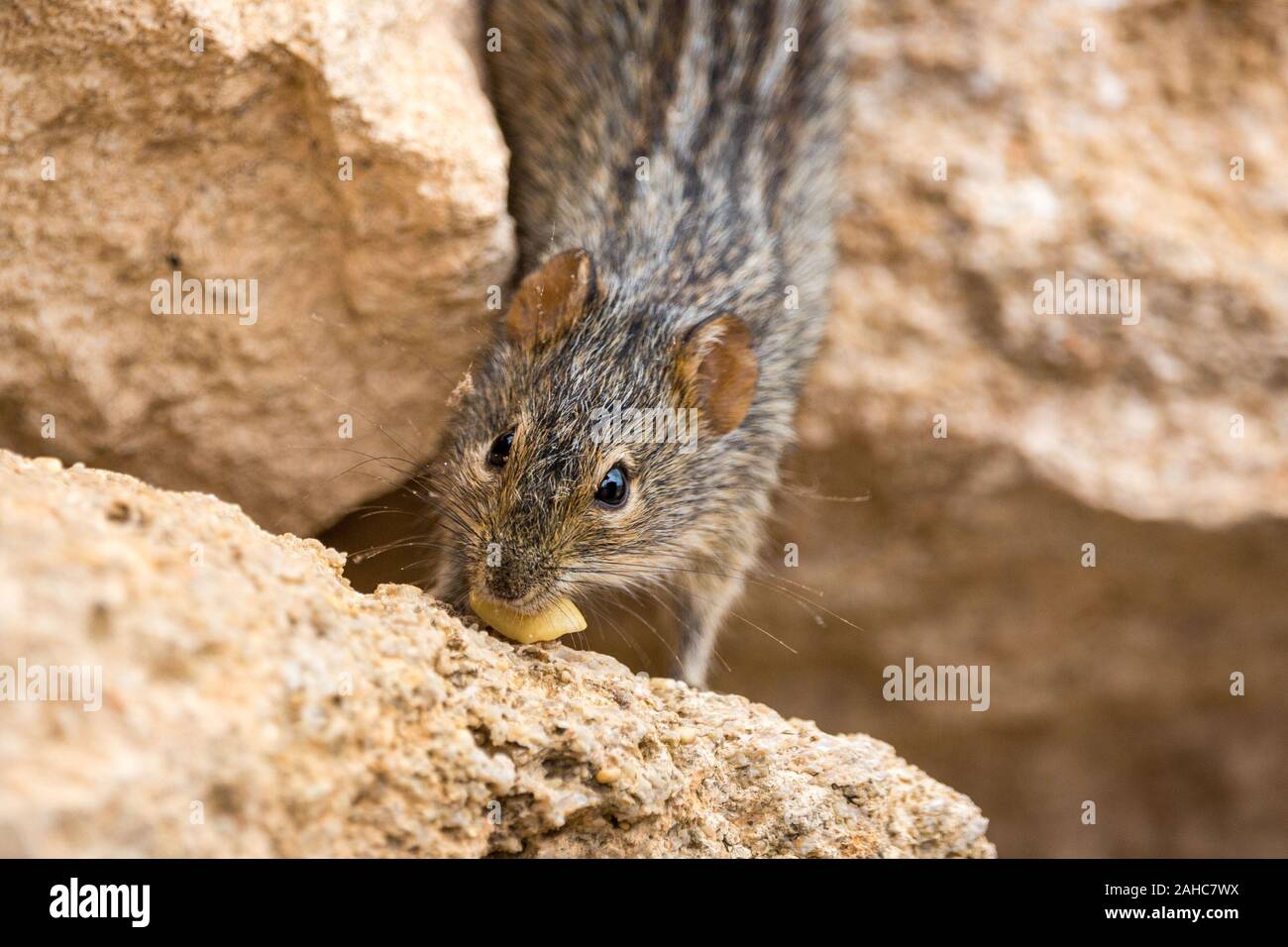 Grabbing a peanut hi-res stock photography and images - Alamy