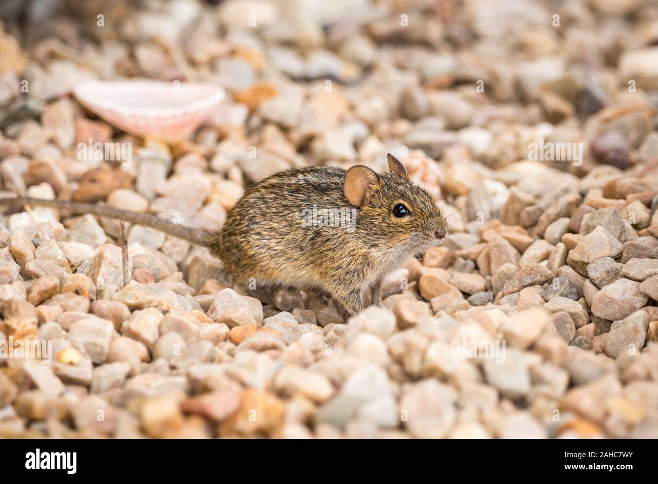 Cute Four-striped grass mouse sitting on a ground with pebbles, South ...